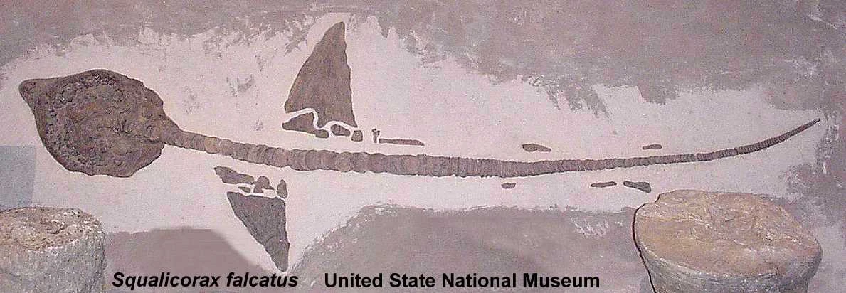 Squalicorax falcatus - Fossil Wiki, the paleontology wiki