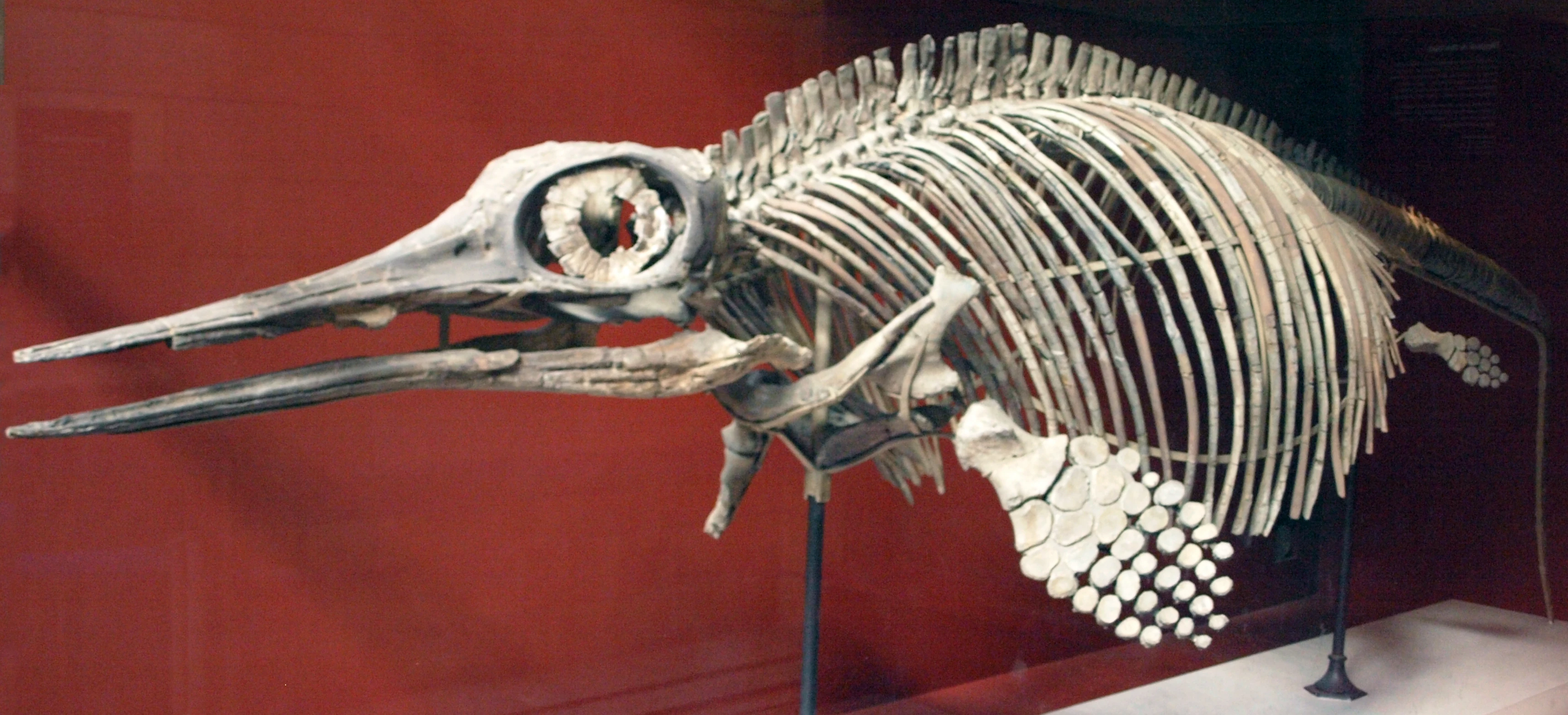 Ichthyosaur - Fossil Wiki, the paleontology wiki