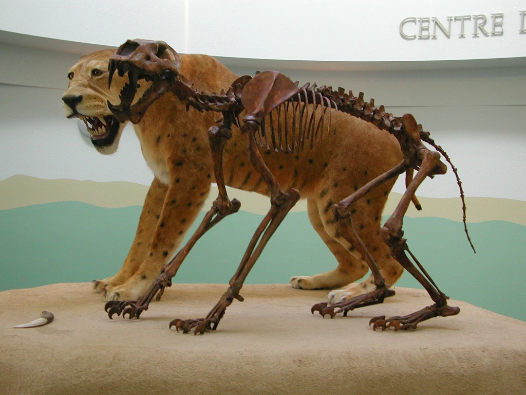 Homotherium - Prehistory Wiki
