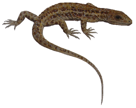 Millerettidae - Dinopedia - the free dinosaur encyclopedia