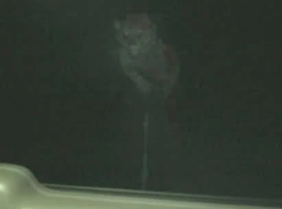 The Legend of Michigan's Dogman – Creepypasta Wiki