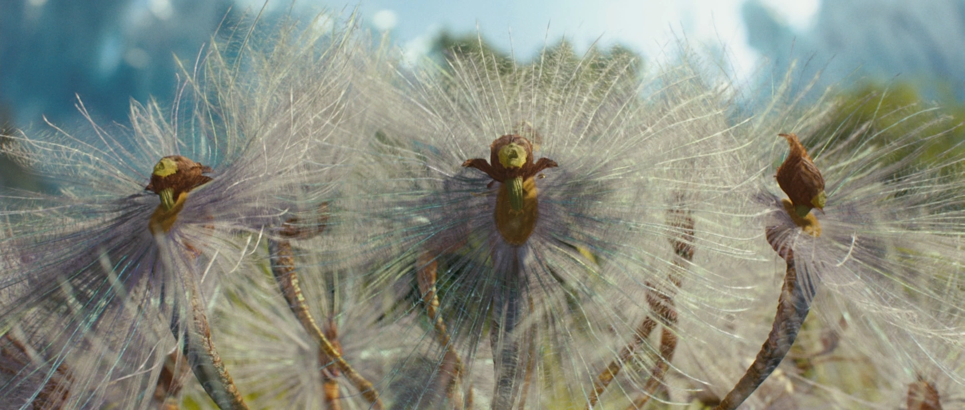 Sylph - Spiderwick Chronicles Wiki