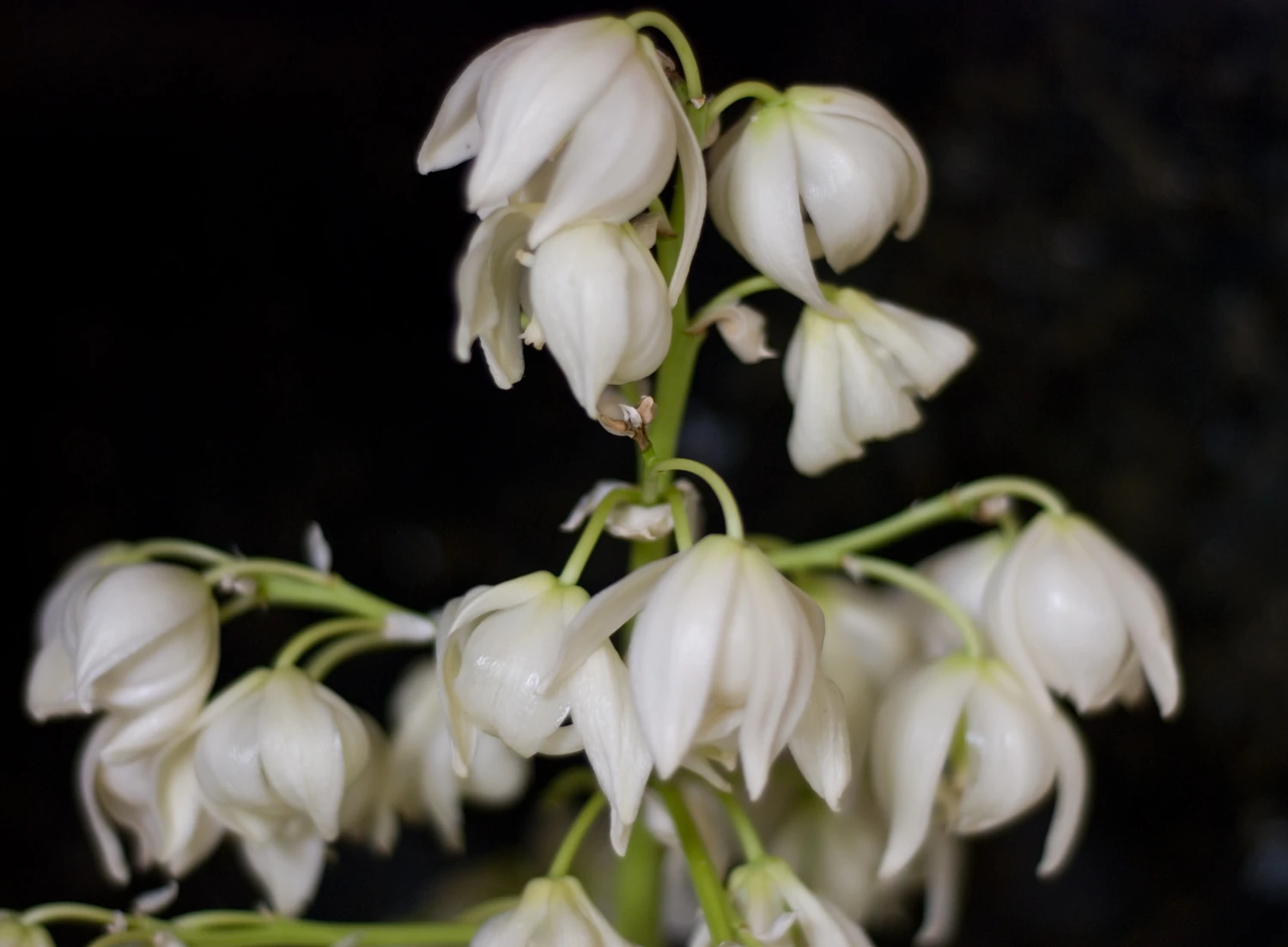 Flor de Itabo - Costa Rica Wiki