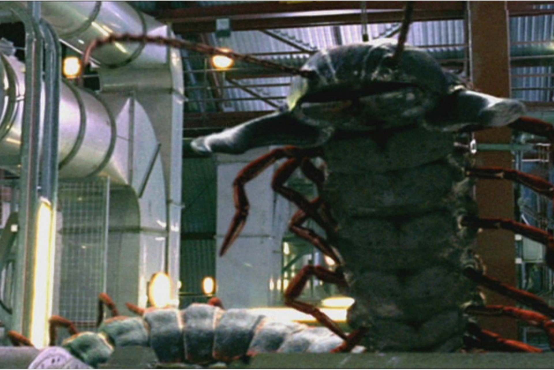 TIL the largest centipede which ever existed was tall enough to rear up ...