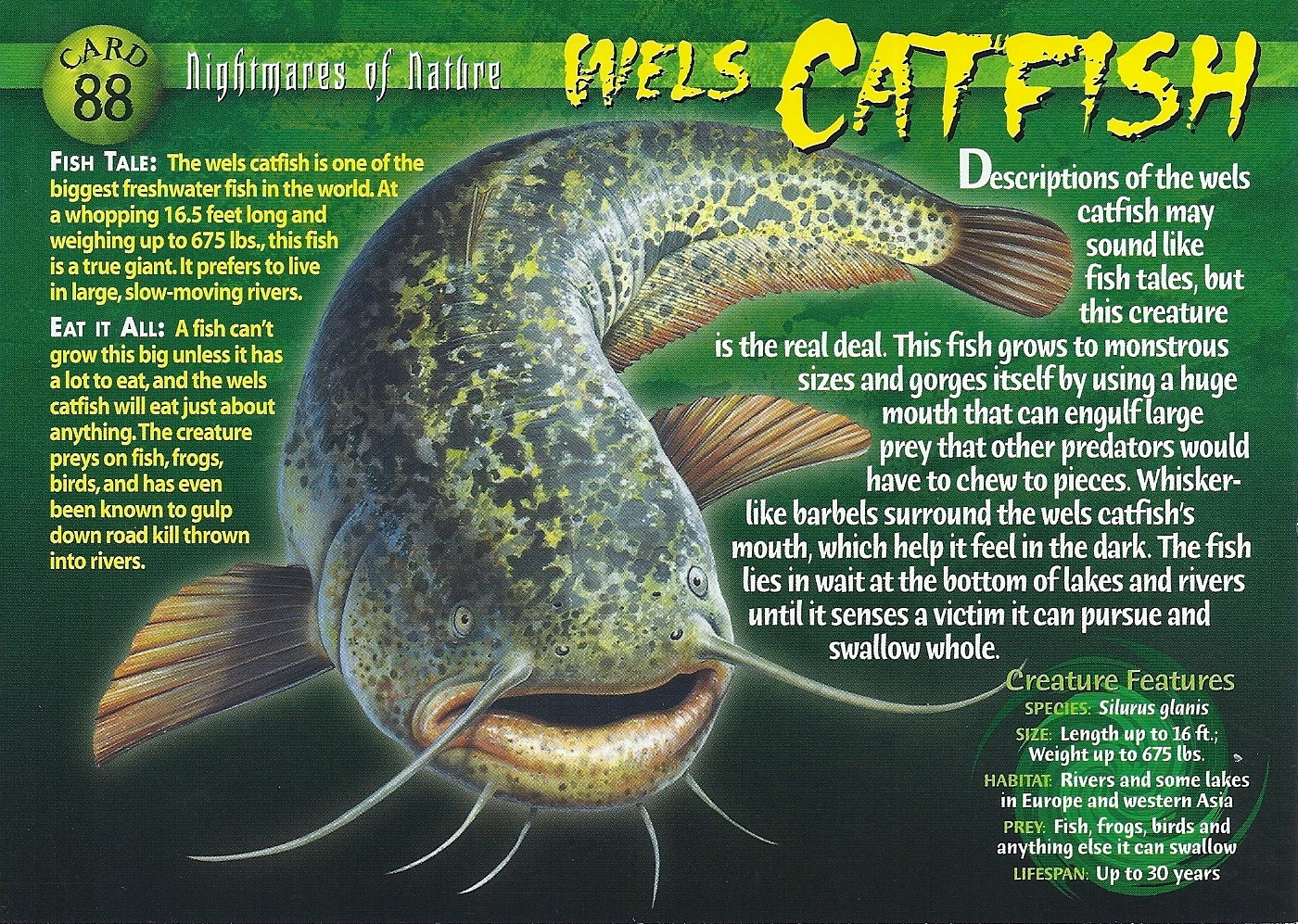 Wels Catfish - Wierd N'wild Creatures Wiki