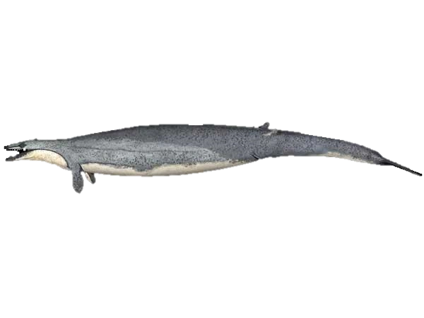 Basilosaurus - Dinopedia - the free dinosaur encyclopedia