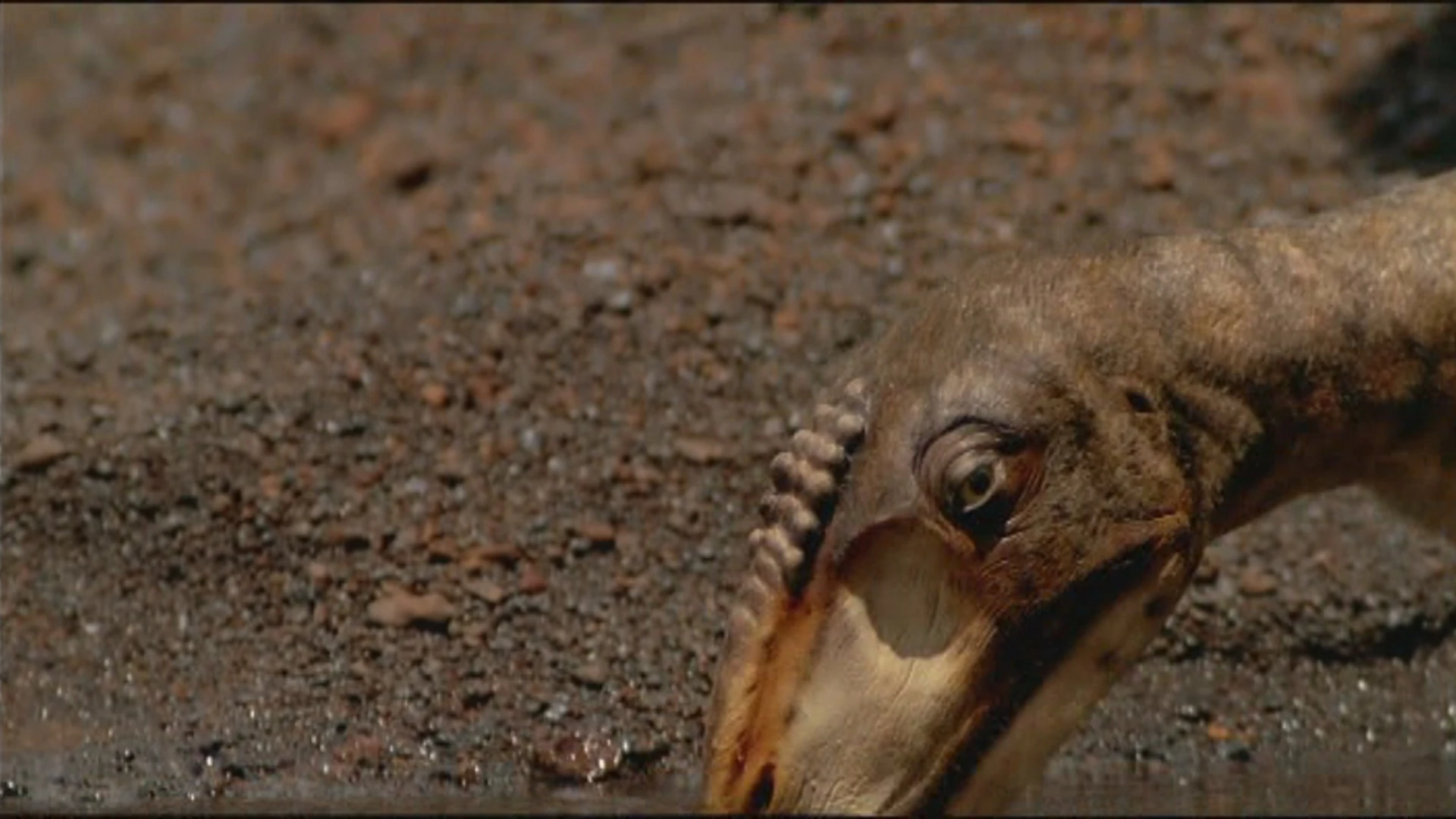 Peteinosaurus - Walking With Wikis - the free Walking with... encyclopedia