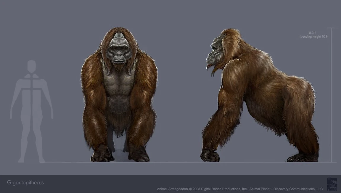 Gigantopithecus - Cryptid Wiki